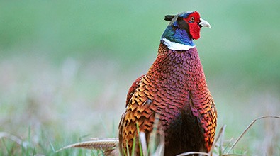 Breeds | Game Bird Breeders | UK | Ashley Game Farm