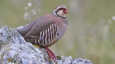 Game Birds For Sale | Game Farms & Shoots | Best Price Poults