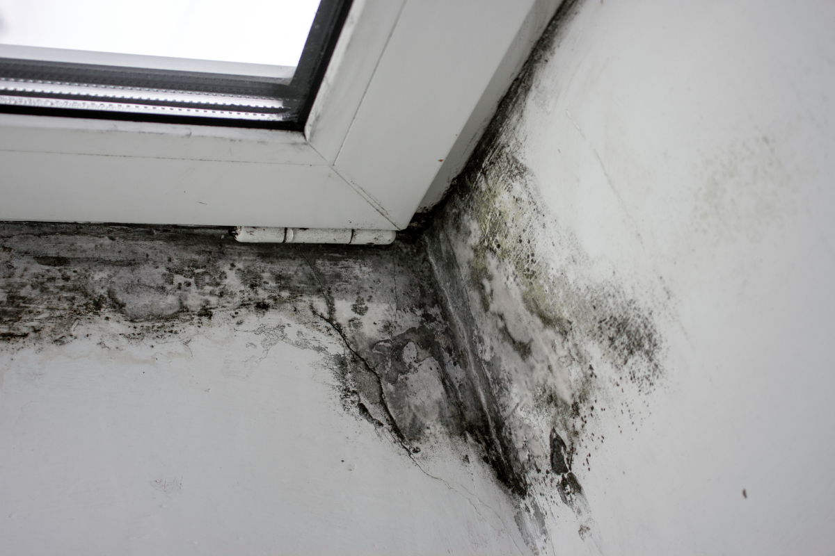 What You Need To Know About Dampness In Your Home | Damp Control ...