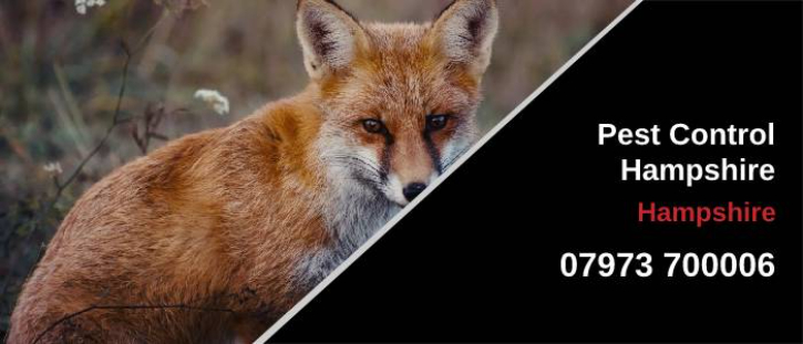 What Animals Are Vermin In The UK?