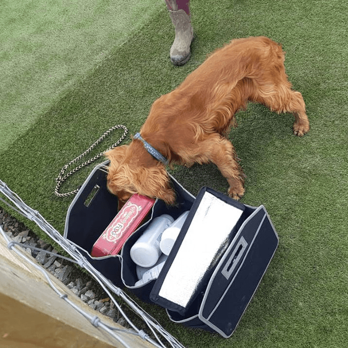 Dog Scent Training - Scent Work And Engagement