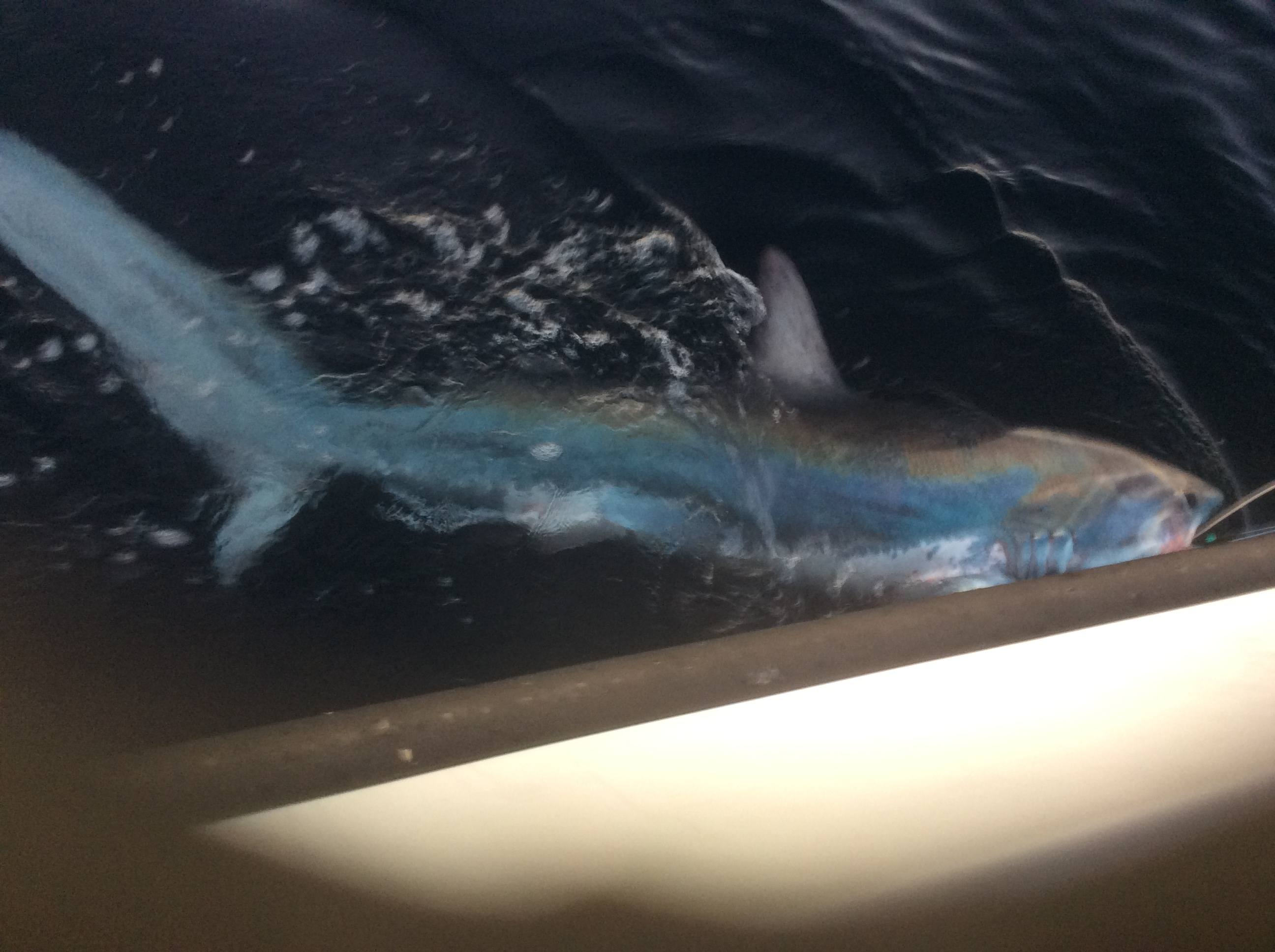 Species of Local Sea Fish in Cornwall | Chartered Trips