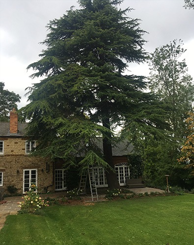 What Can I Do If My Neighbours Trees Are Too High?