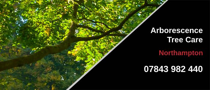 What Can I Do If My Neighbours Trees Are Too High?