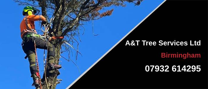 Common Tree Diseases and How a Surgeon Can Help